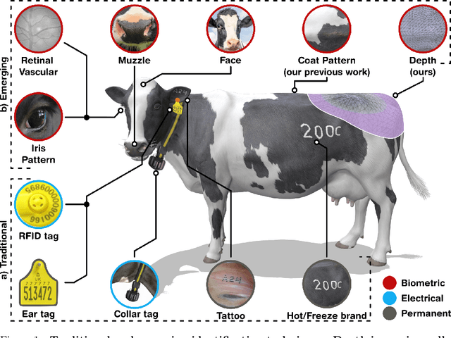 Universal Bovine Identification via Depth Data and Deep Metric Learning