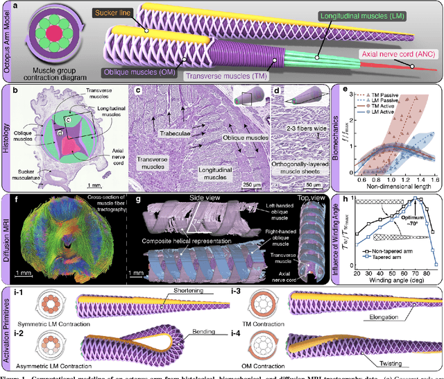 Topology, dynamics, and control of an octopus-analog muscular hydrostat