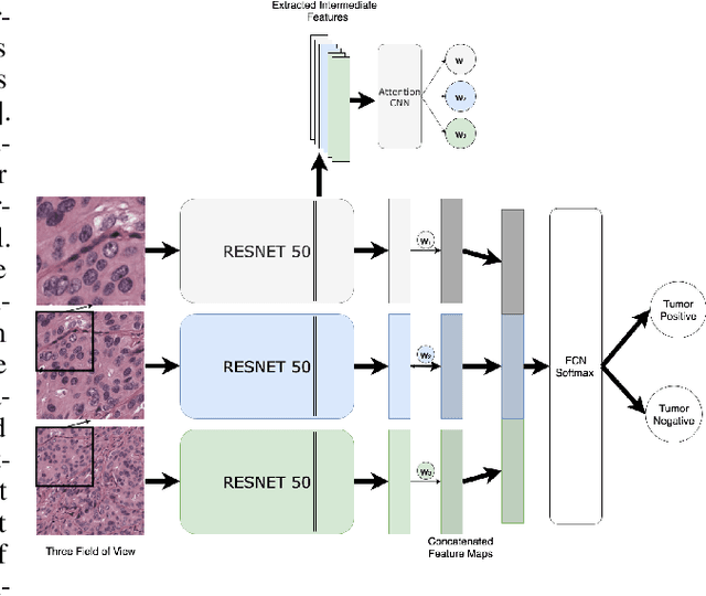 Analysis Of Multi Field Of View Cnn And Attention Cnn On Hande Stained